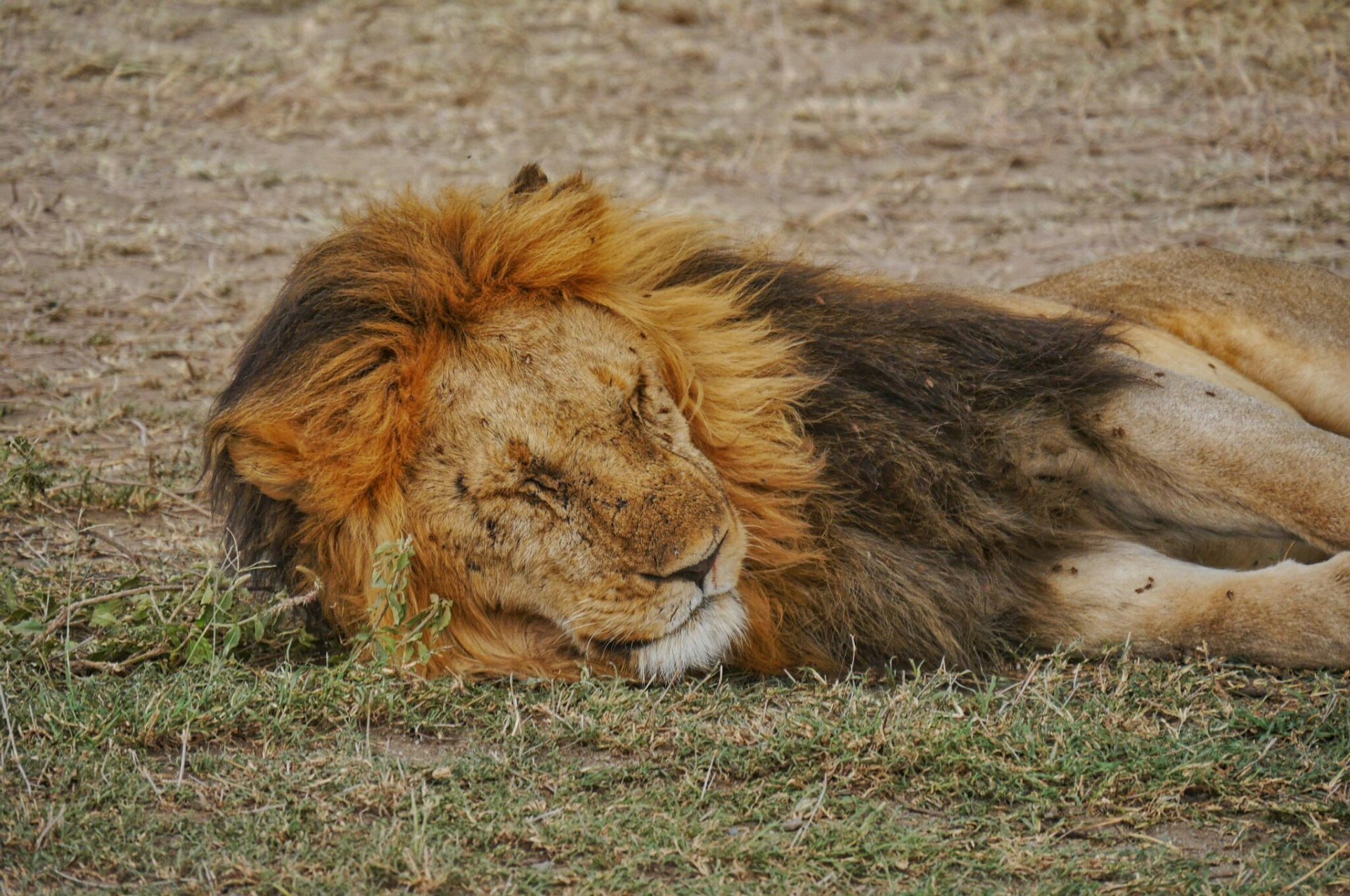 Self Drive Safari Serengeti National Park