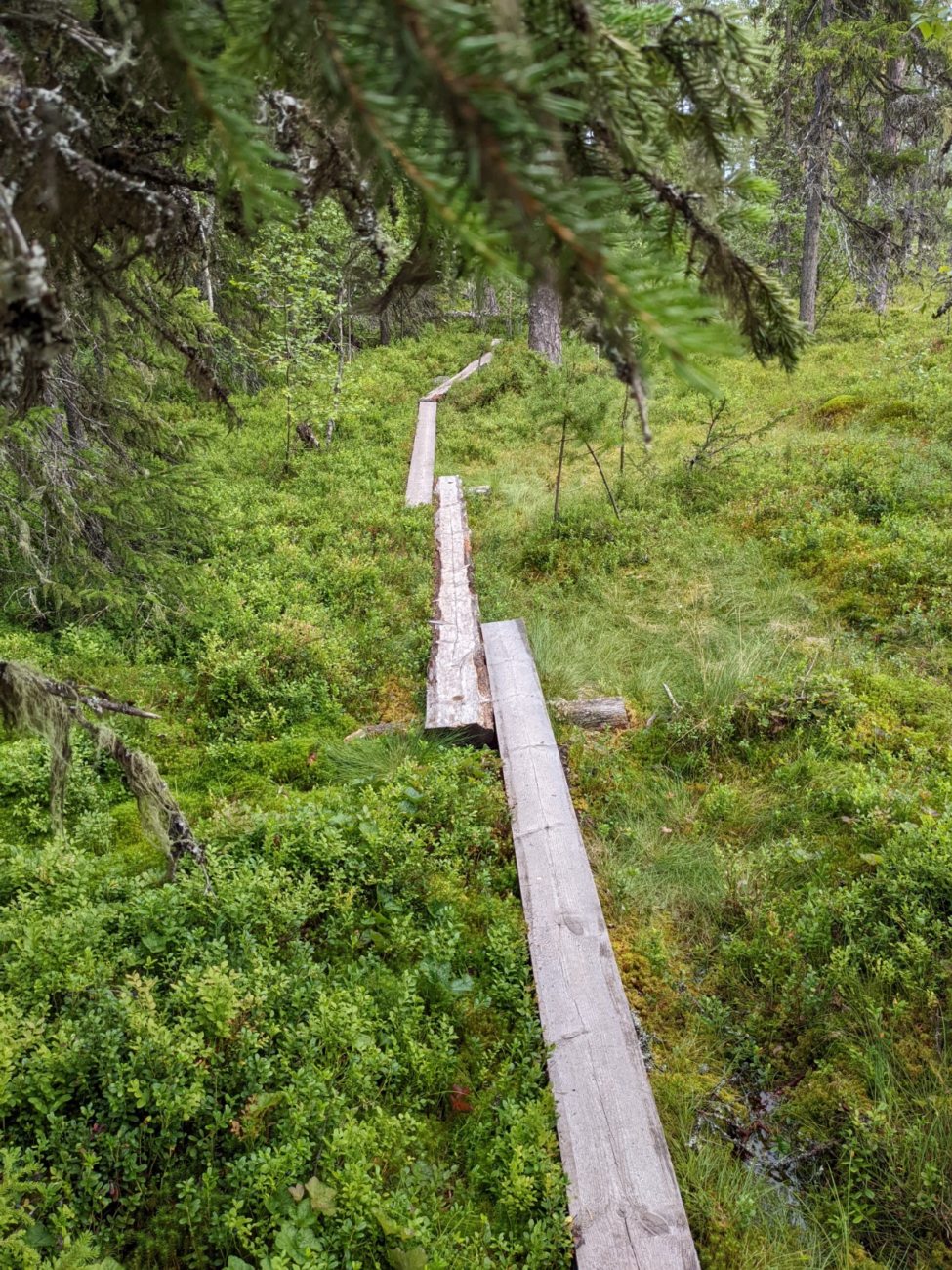 Hamra National Park | Searching the Bears